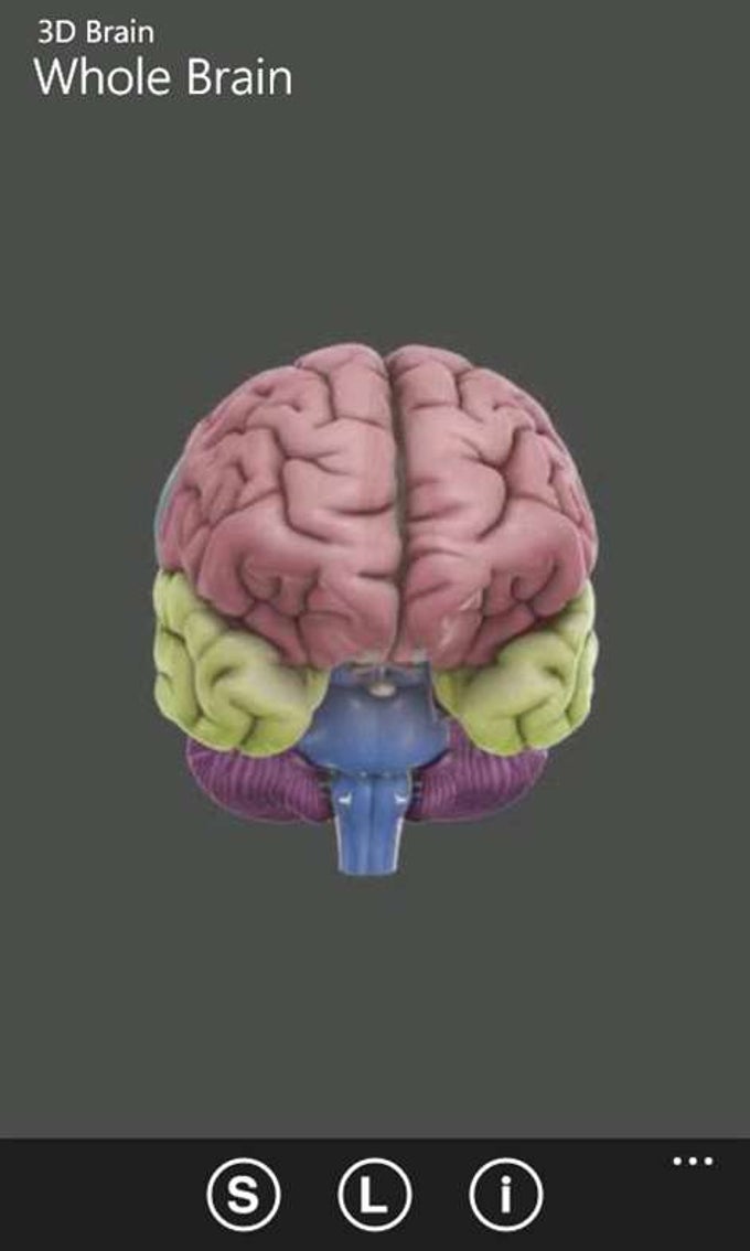 3d Brain Anatomy Software